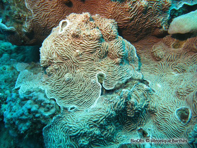 Pachyséris lamellaire - Pachyseris speciosa | BioObs