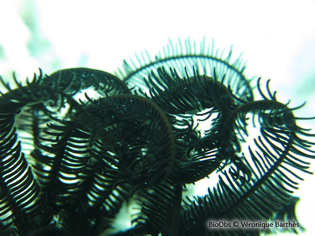 Comatule multi radiée - capillaster multiradiatus | BioObs