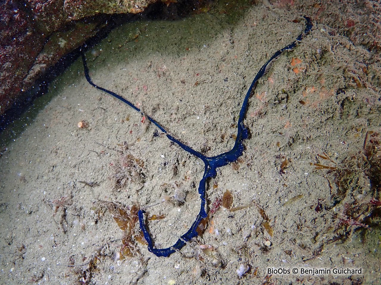 Bonellie - Bonellia viridis | BioObs