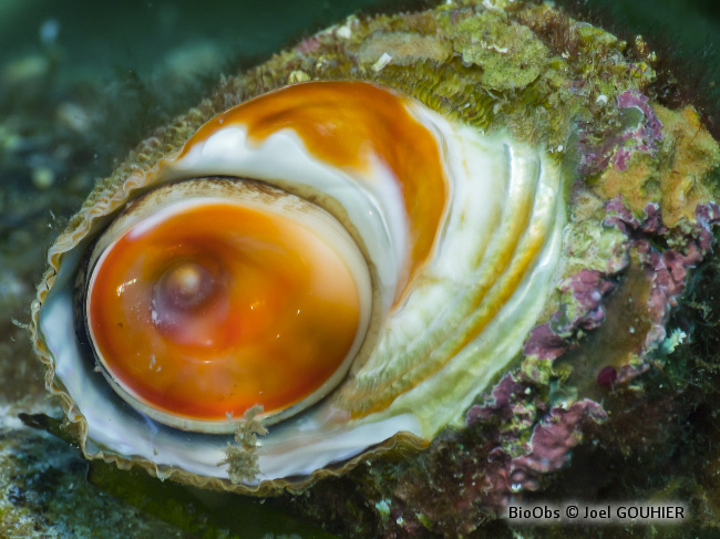 Astrée rugueuse - Bolma rugosa | BioObs