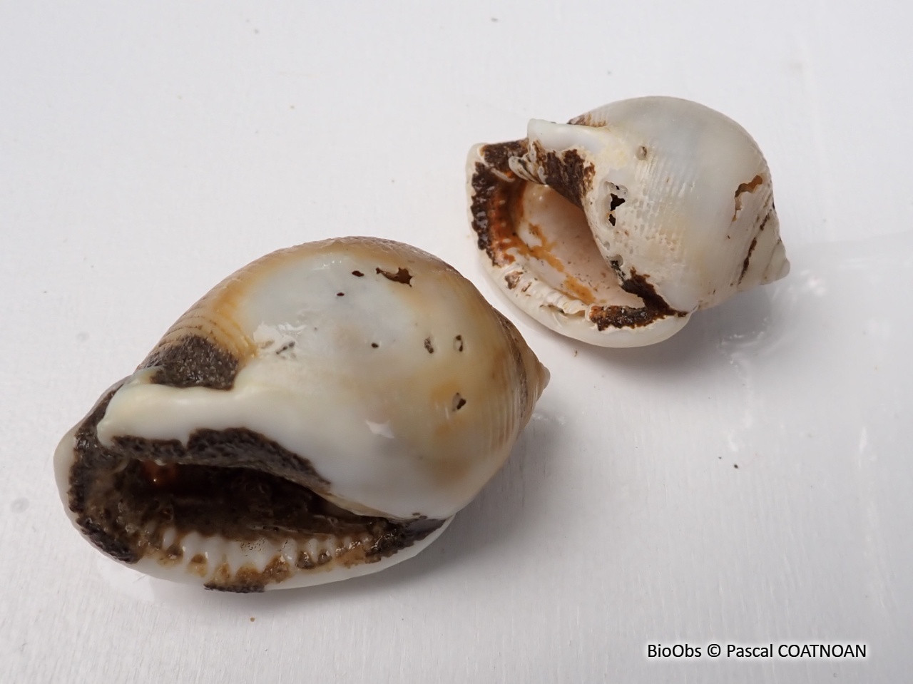 Casque saburon - Semicassis saburon | BioObs