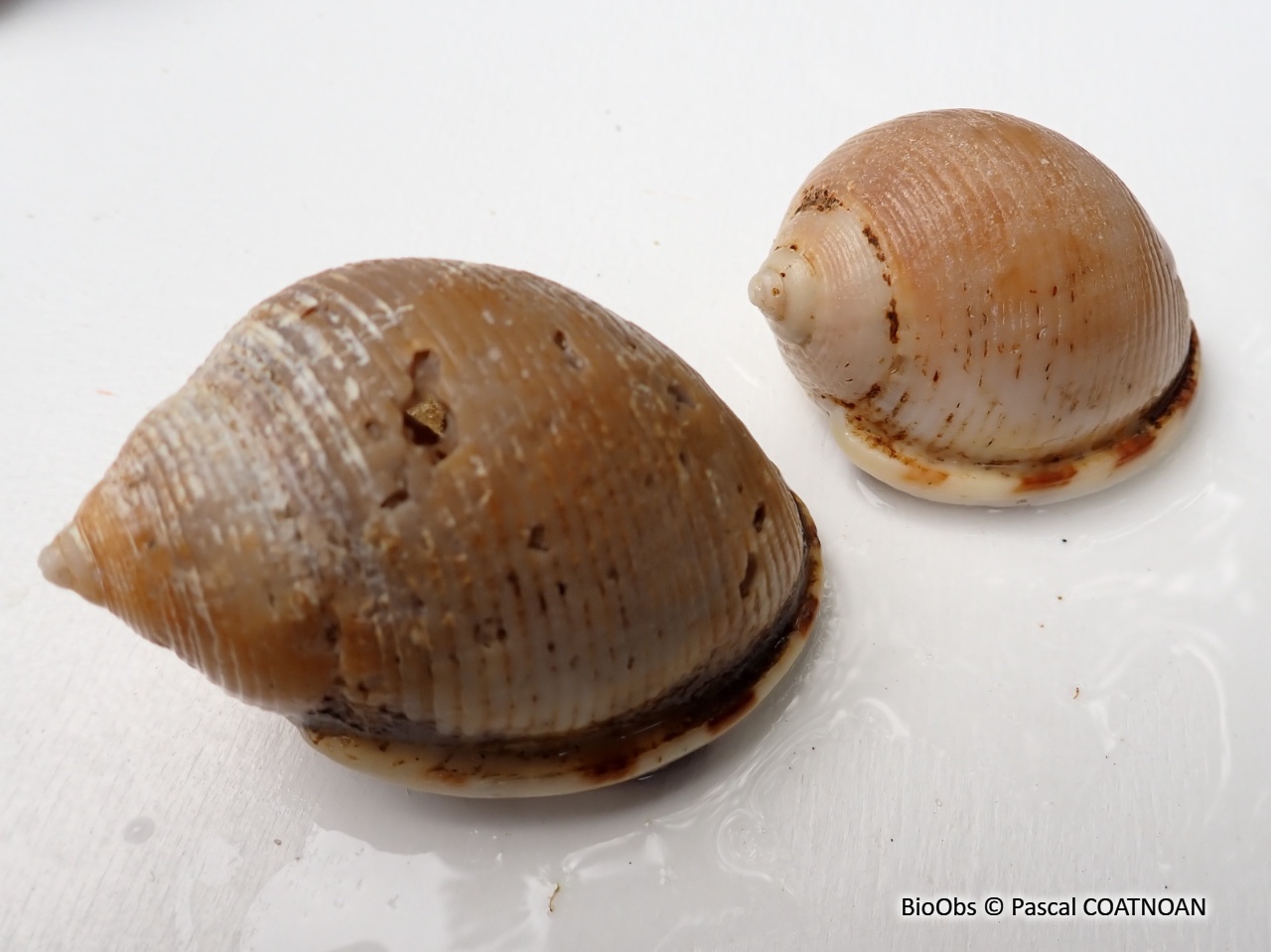 Casque saburon - Semicassis saburon | BioObs