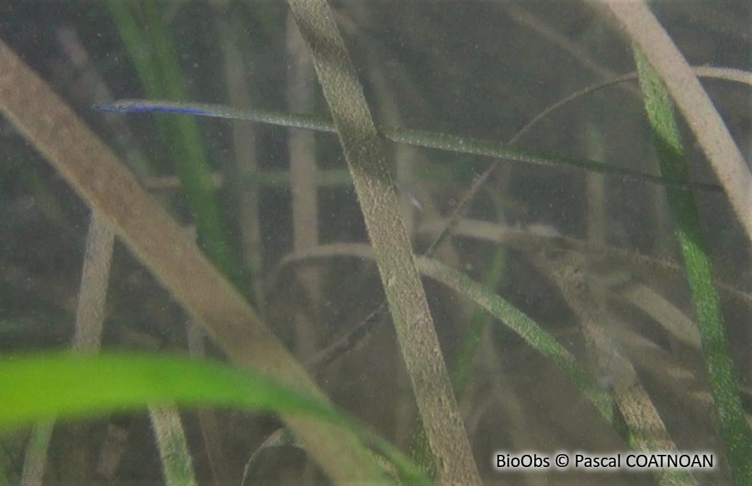 Poisson pipe nerophis ophidion - Nerophis ophidion | BioObs