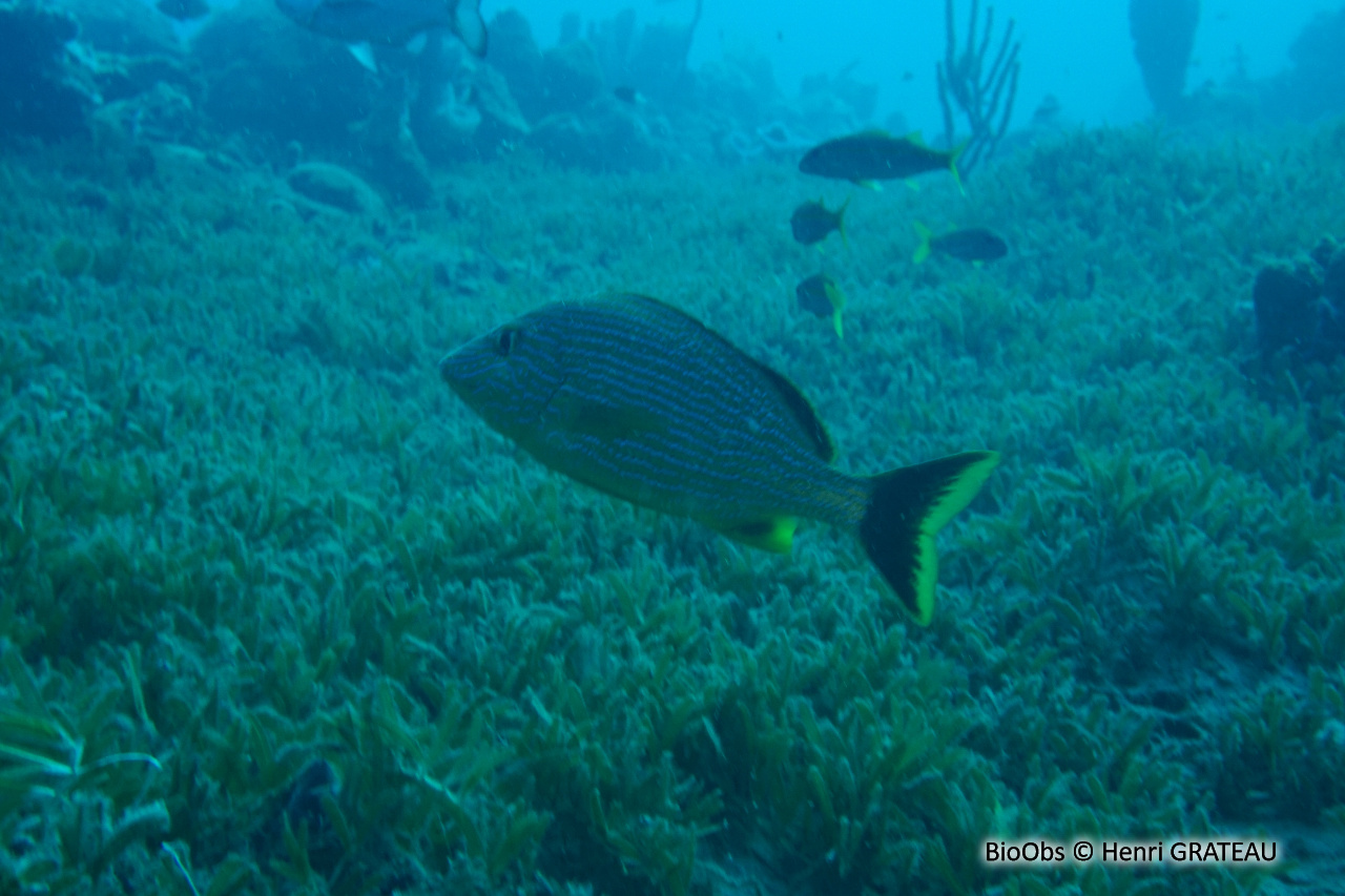 Gorette bleue - Haemulon sciurus | BioObs