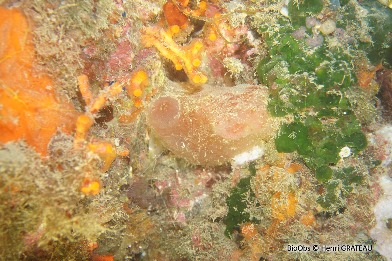 Ascidie rose - Ascidia mentula | BioObs