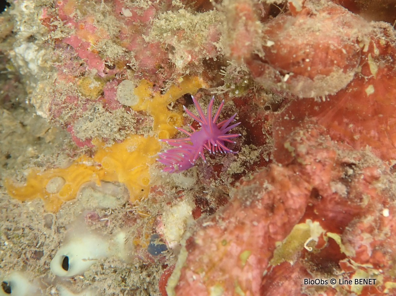 Coryphelle mauve - Edmundsella pedata | BioObs