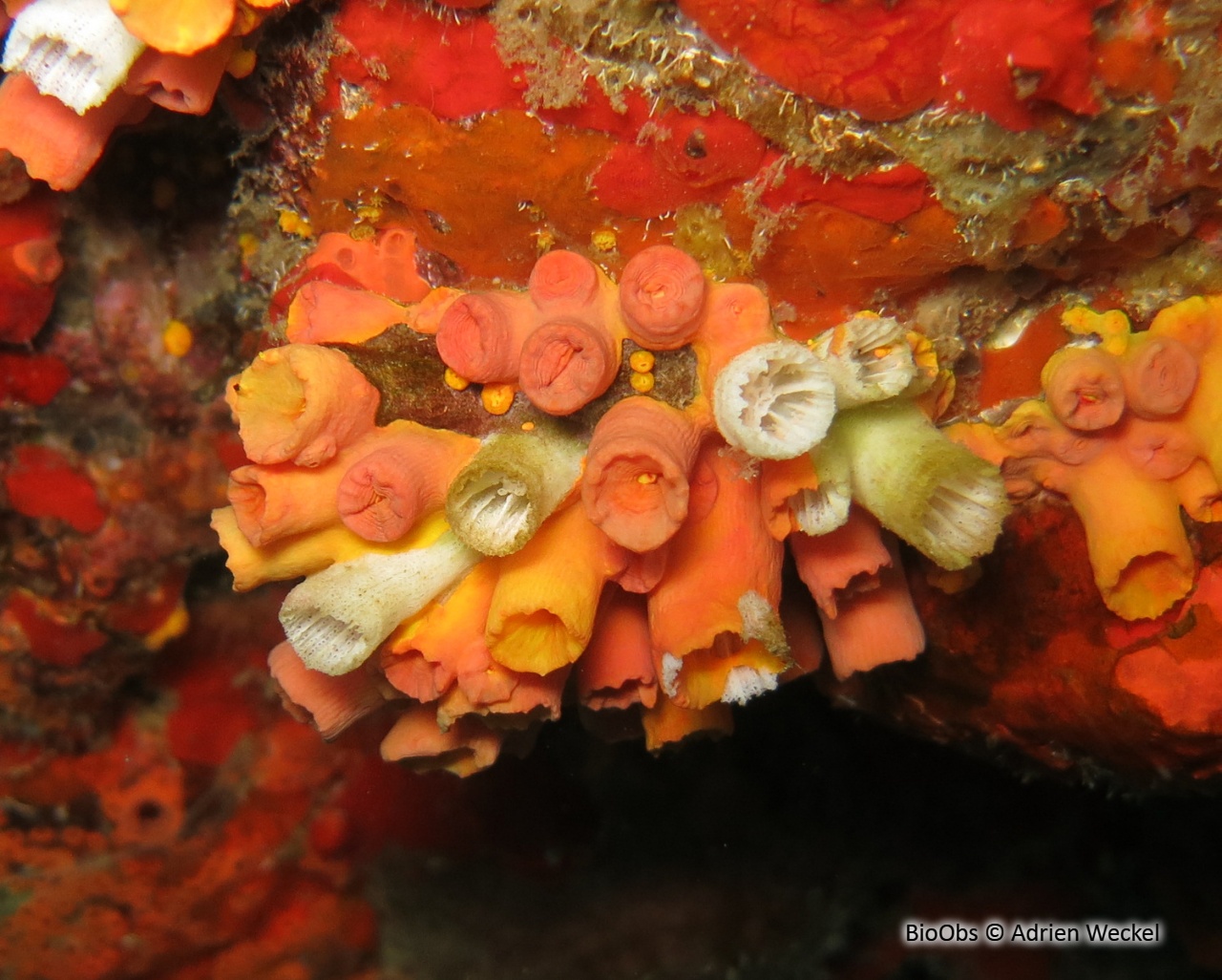 Tubastrée orange - Tubastraea coccinea | BioObs