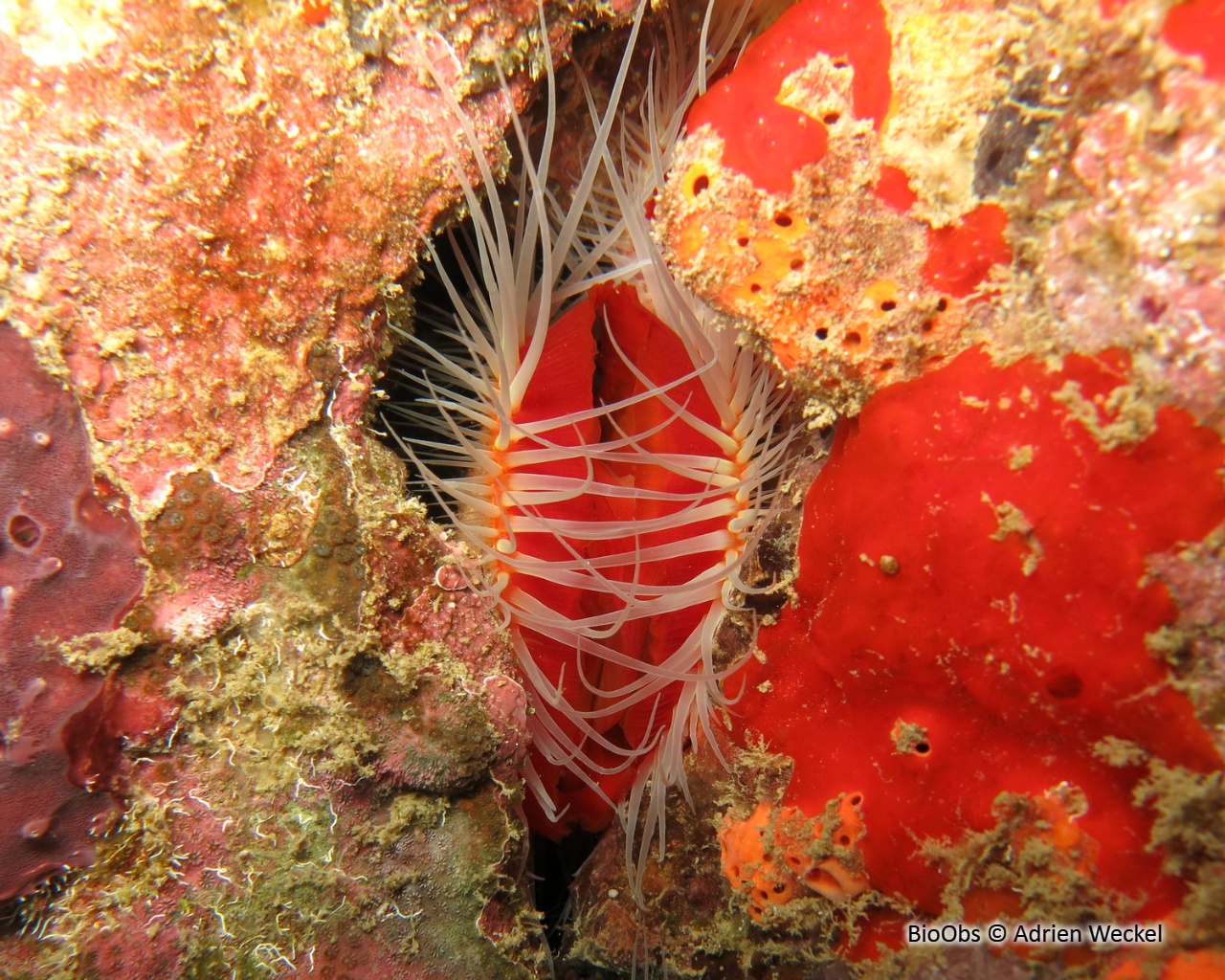 Lime rêche - Ctenoides scaber | BioObs
