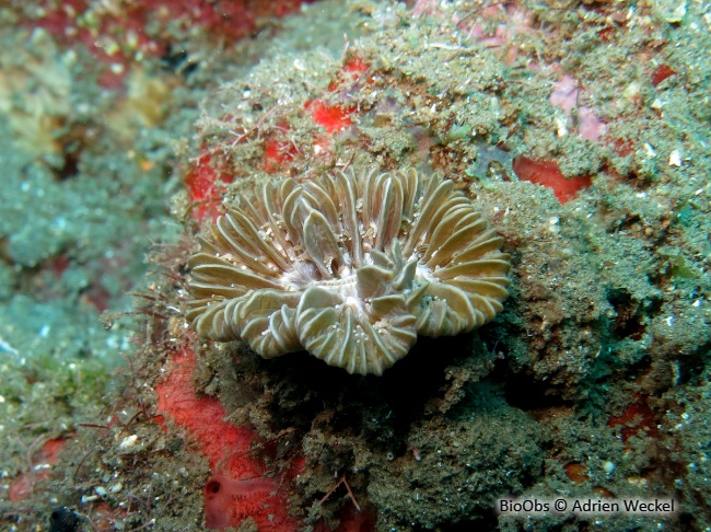 Corail méandreux - Meandrina meandrites | BioObs