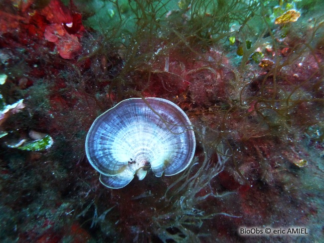 Padine queue de paon - Padina pavonica | BioObs