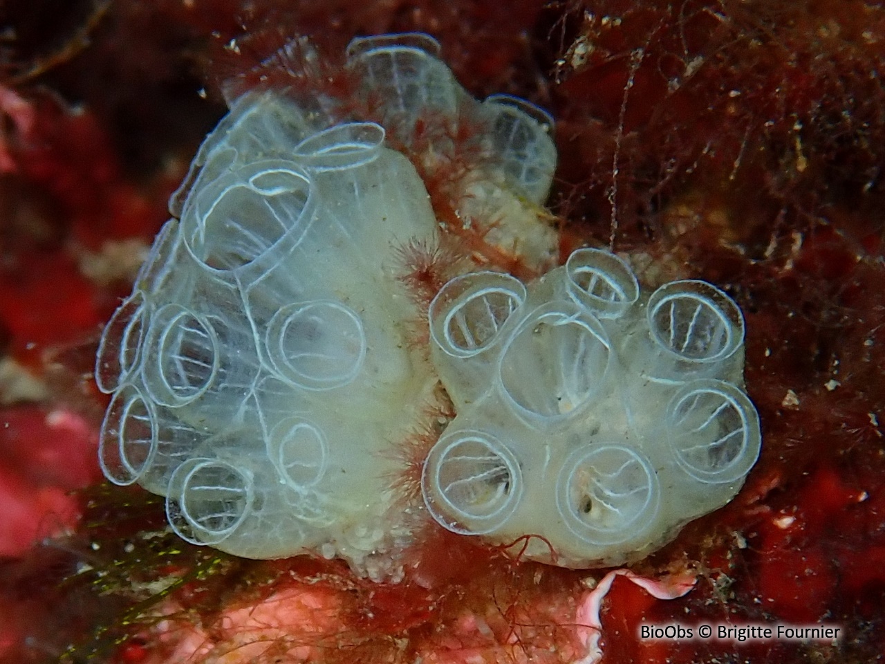 Ascidies à branchies simples - Aplousobranchia | BioObs