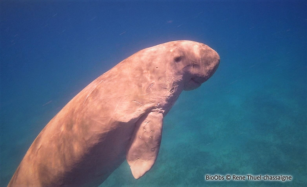 Dugong - Dugong dugon | BioObs
