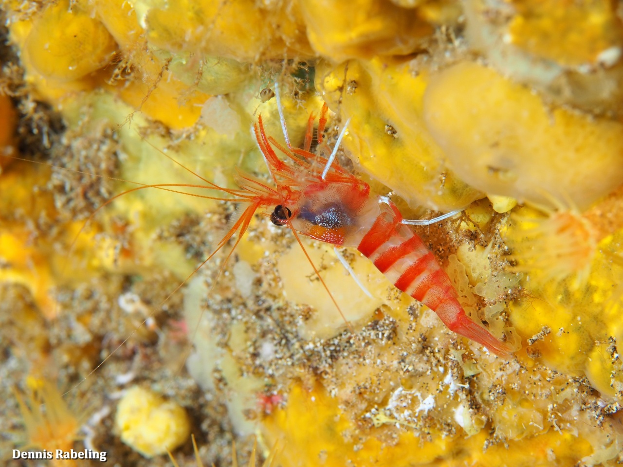 Crevette à bandes rouges - Lysmata nilita | BioObs