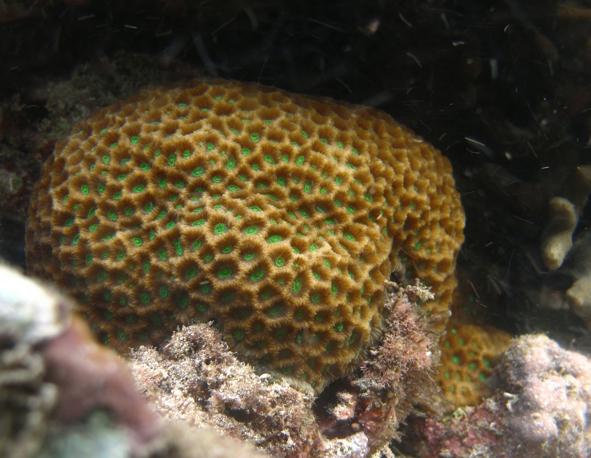 Favites (genre) - Favites sp | BioObs