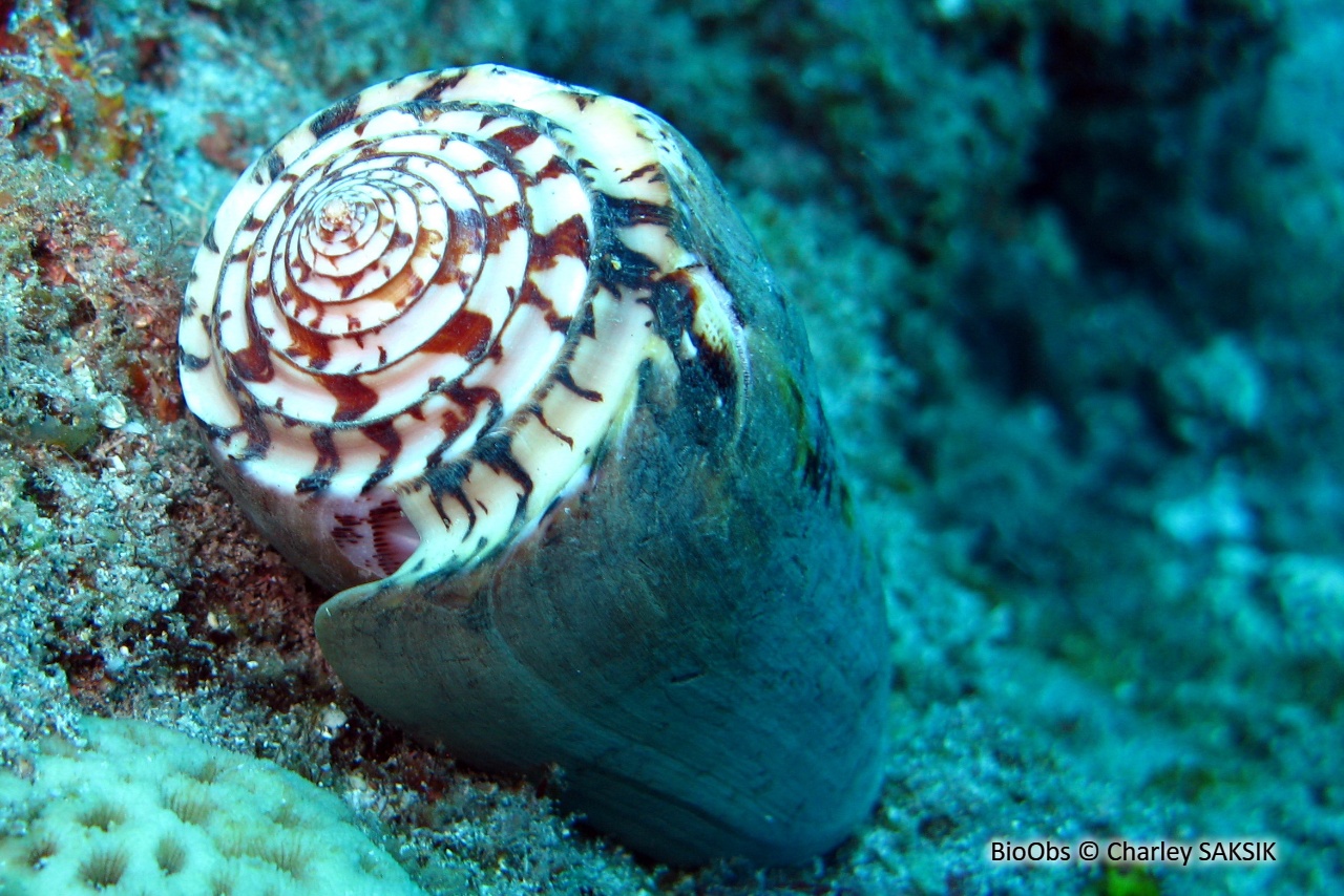 Cône marbré - Conus marmoreus | BioObs