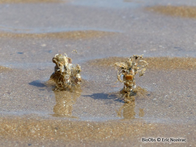 Lanice - Lanice conchilega | BioObs