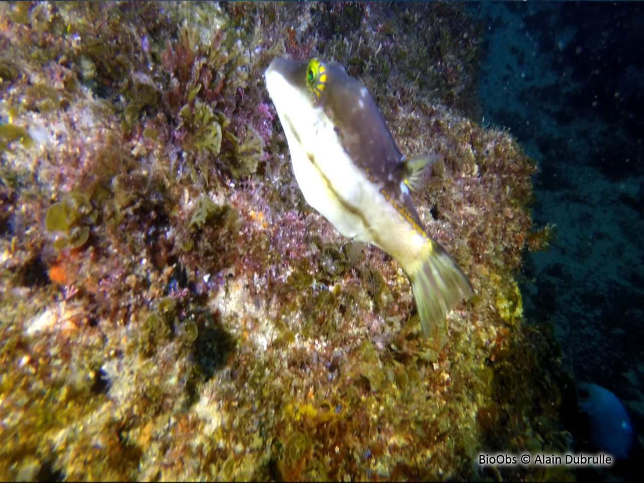 Canthigaster bicolore - Canthigaster smithae | BioObs
