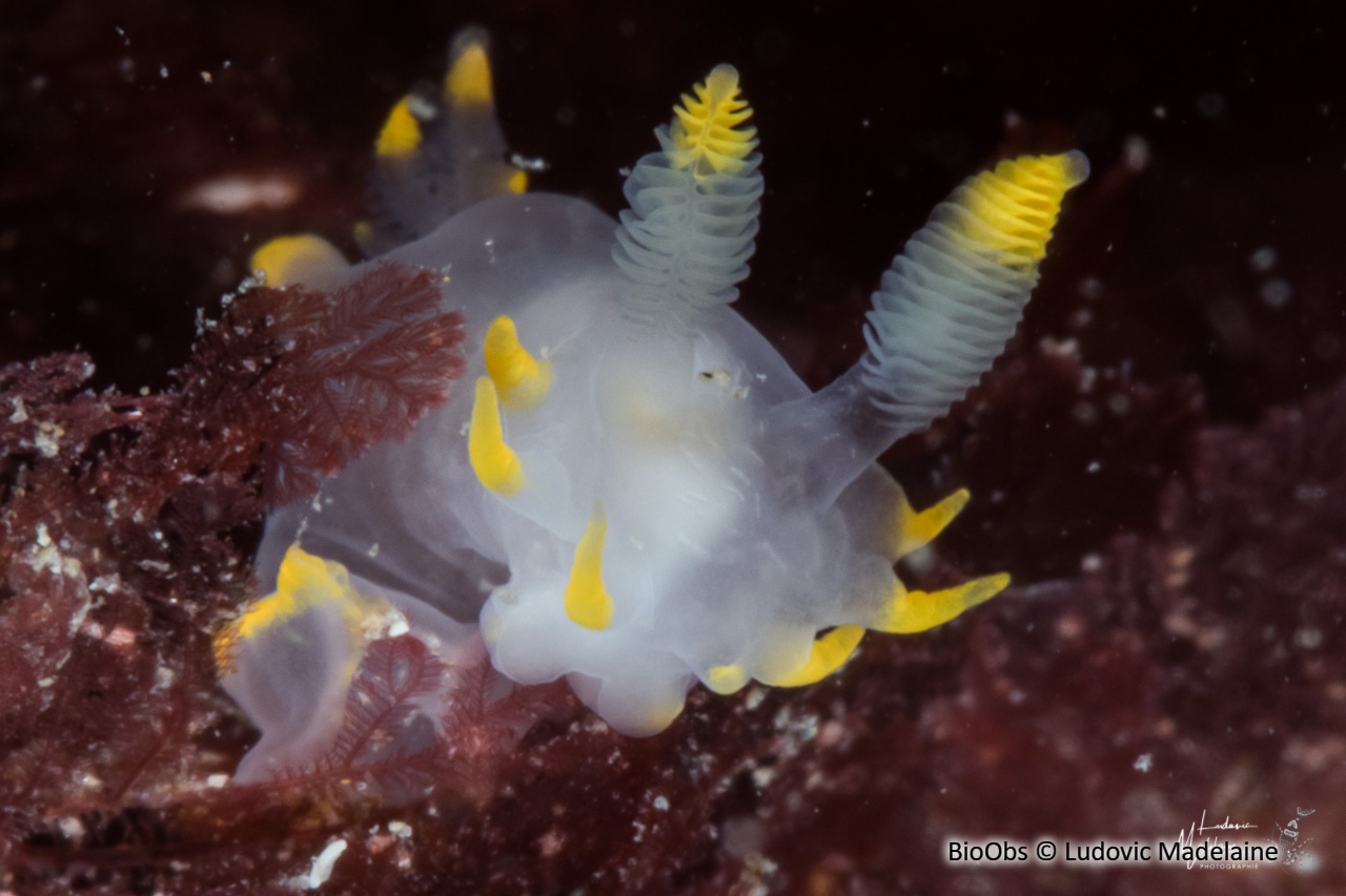Polycère des Féroé - Polycera faeroensis | BioObs