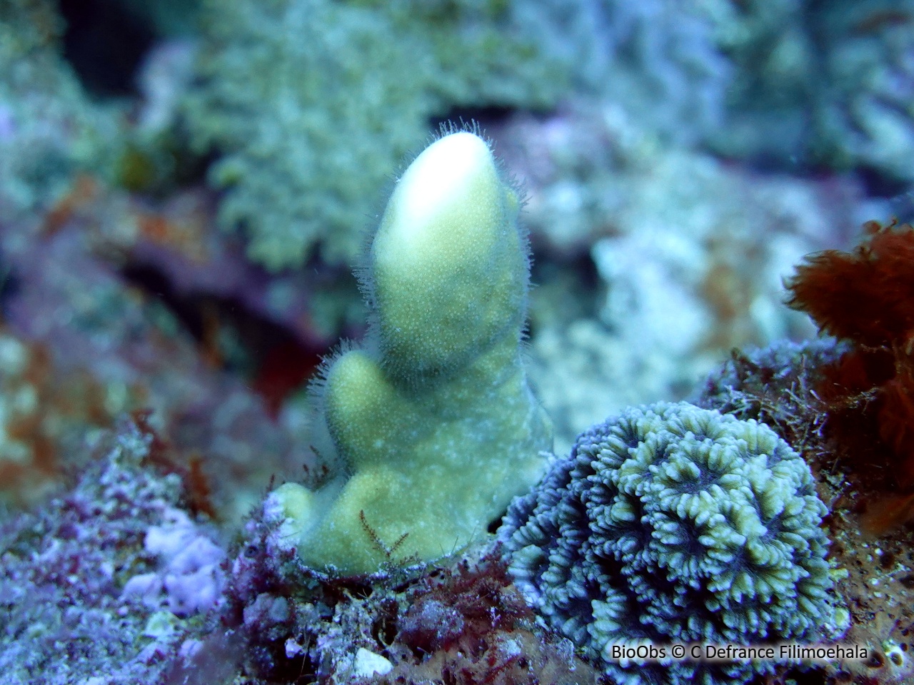 Corail de feu - Millepora tenera | BioObs