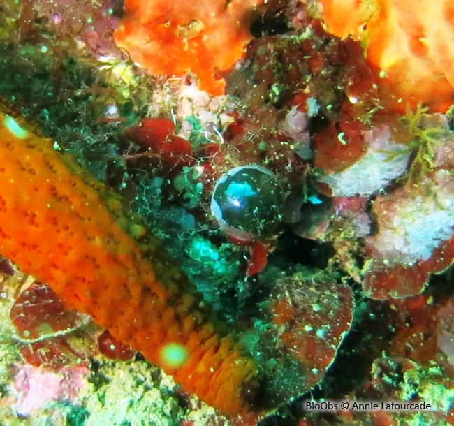 Valonie perle - Valonia ventricosa | BioObs