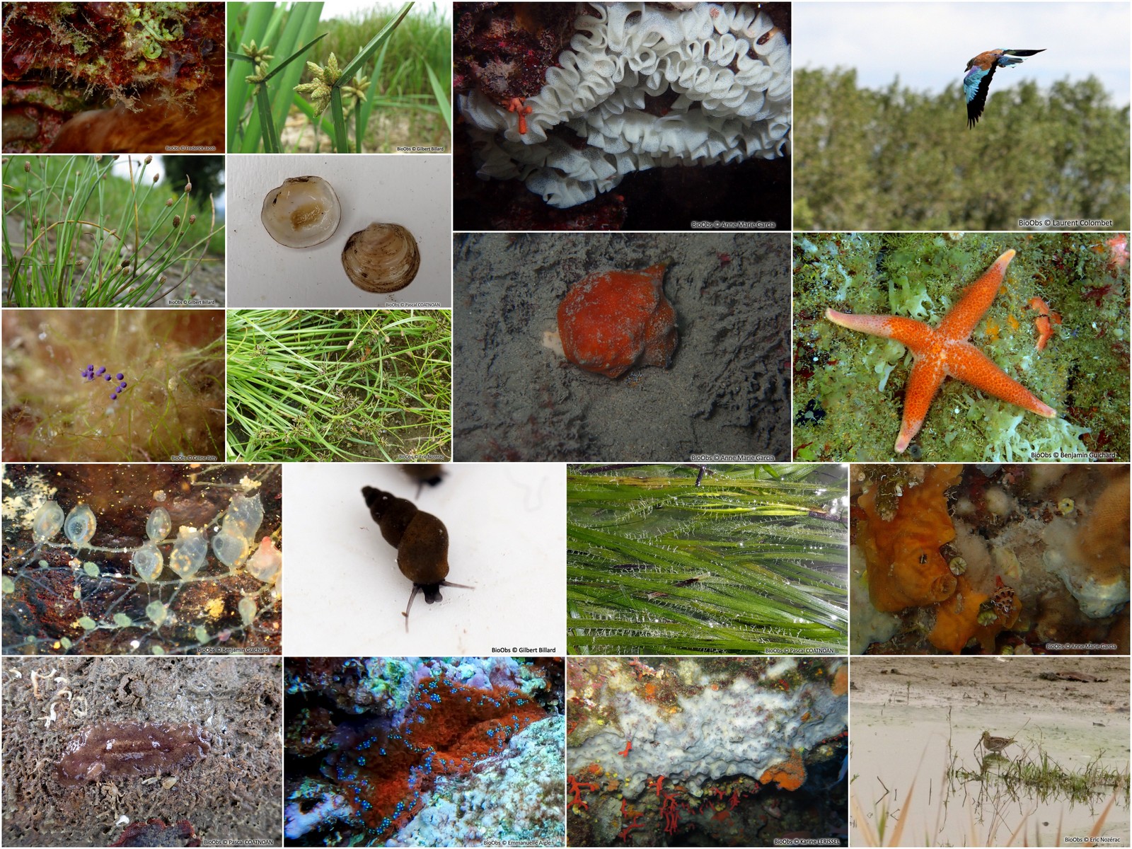 La Newsletter de BioObs (Août 2022) - BioObs