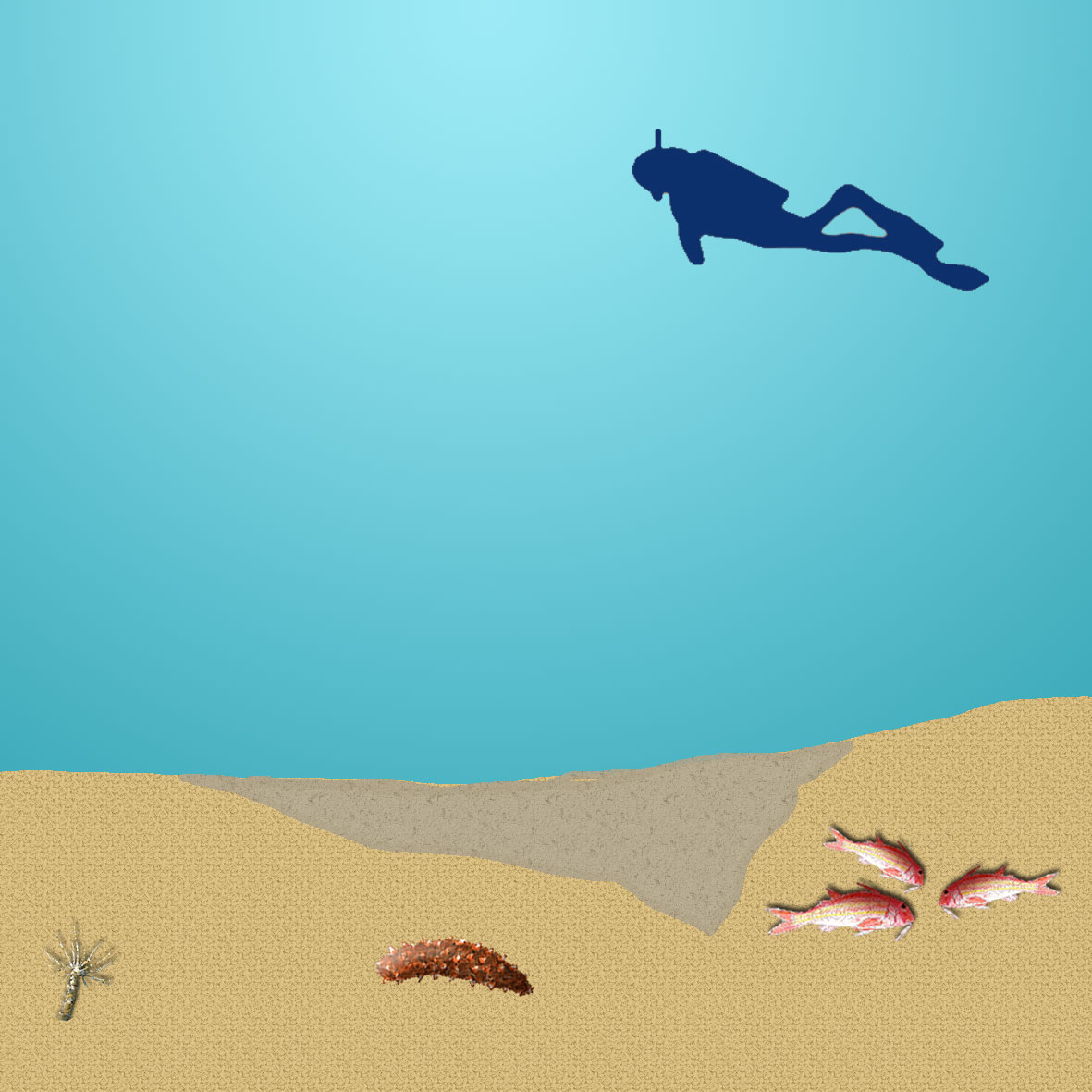 Fonds vaseux profonds | BioObs