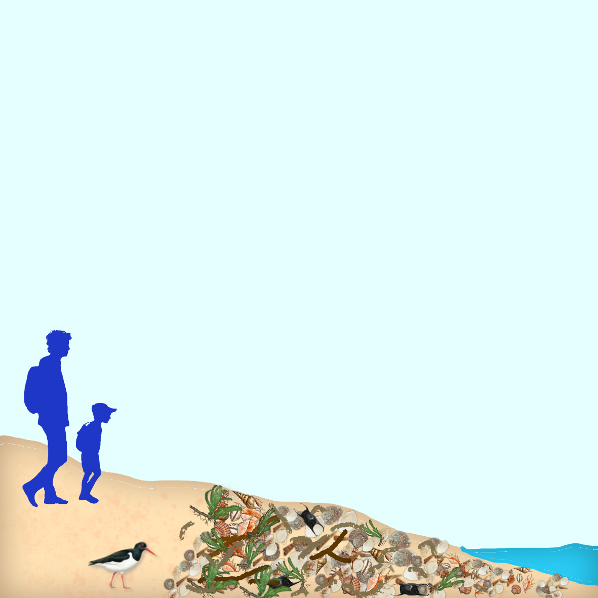 Laisses de mer | BioObs