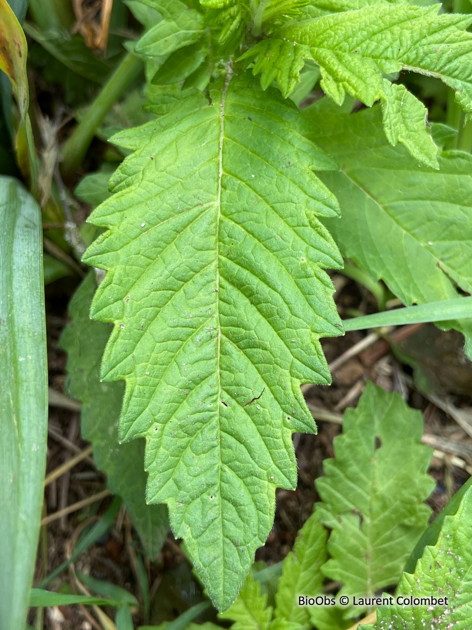 Lycope d'Europe - Lycopus europaeus | BioObs