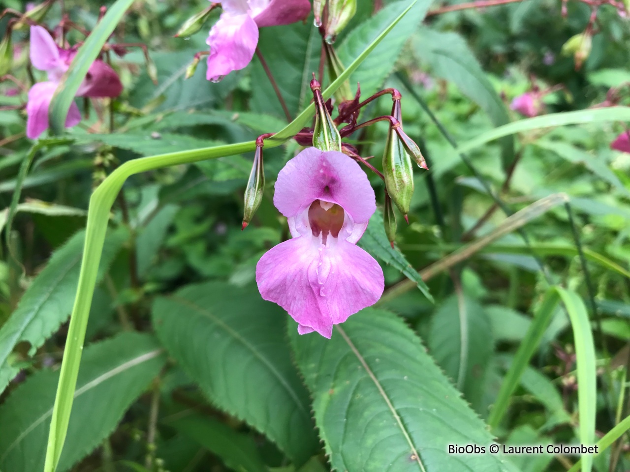 Balsamine géante - Impatiens glandulifera | BioObs
