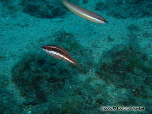 Crénilabre de Doderlein - Symphodus doderleini | BioObs
