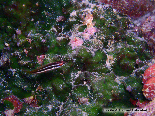 Crénilabre de Doderlein - Symphodus doderleini | BioObs