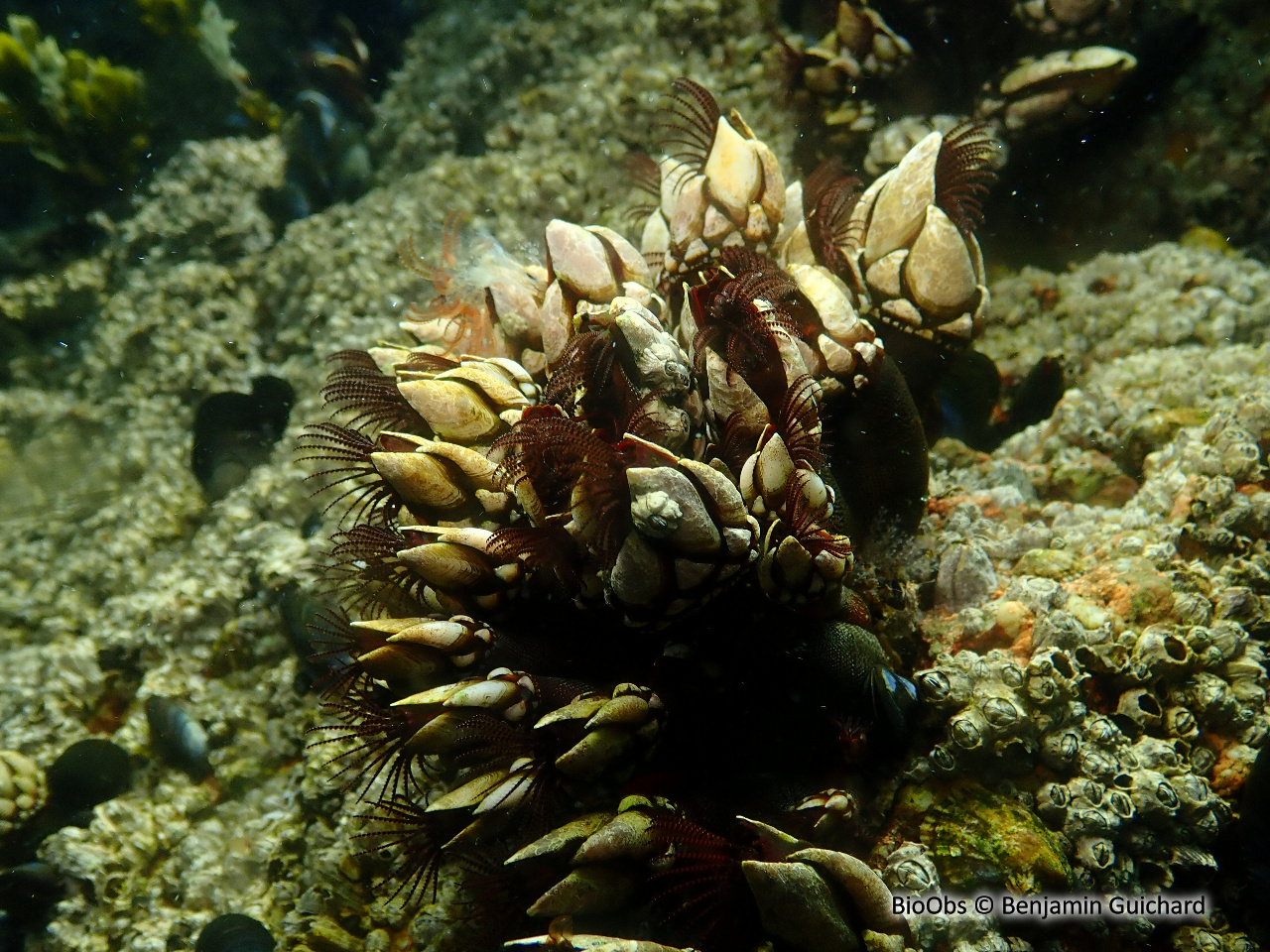 Pouce-pied (ou pousse-pied) - Pollicipes pollicipes | BioObs