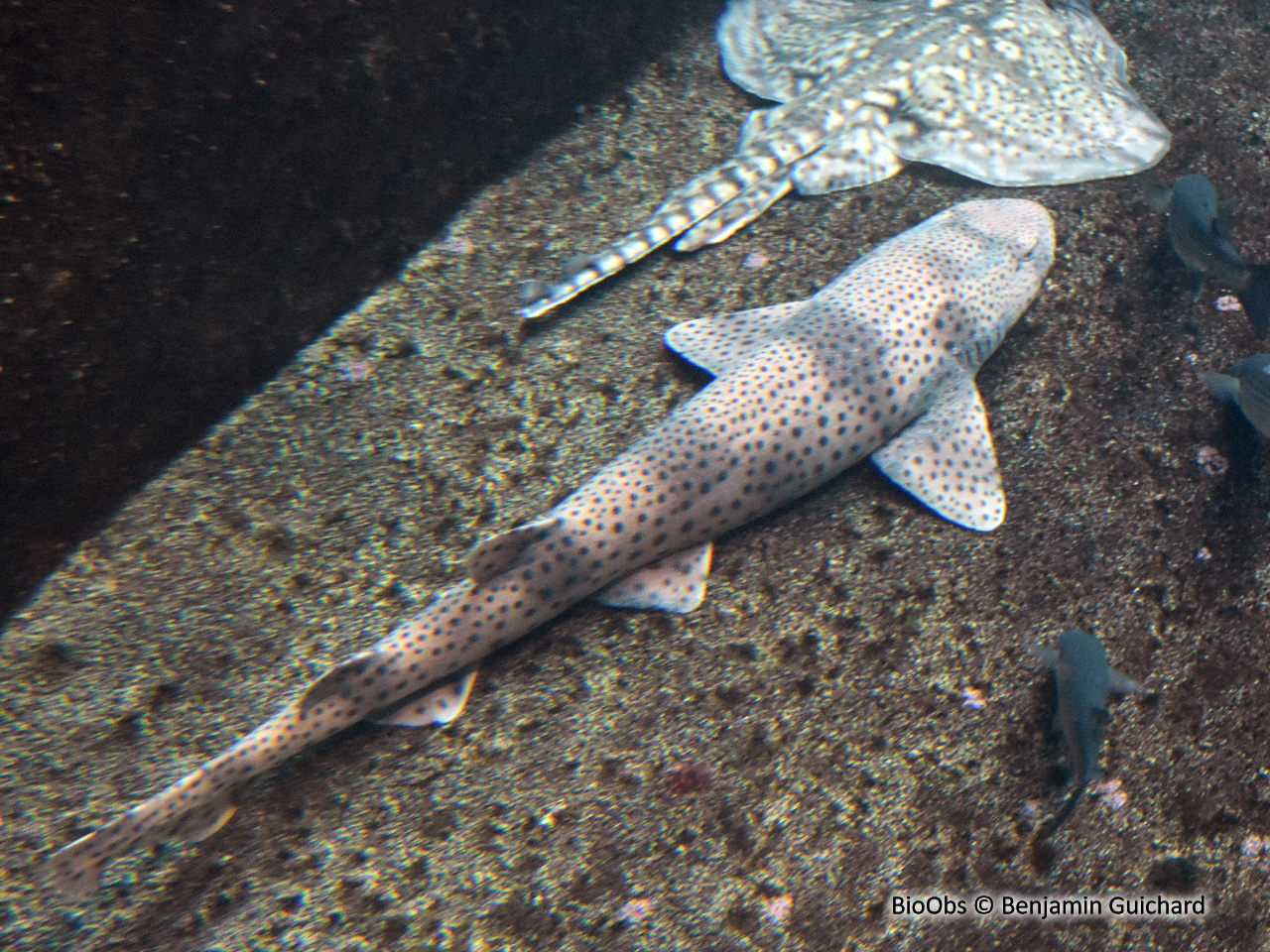 Grande roussette - Scyliorhinus stellaris | BioObs