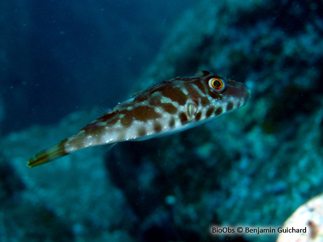 Poisson globe marbré - Sphoeroides marmoratus | BioObs