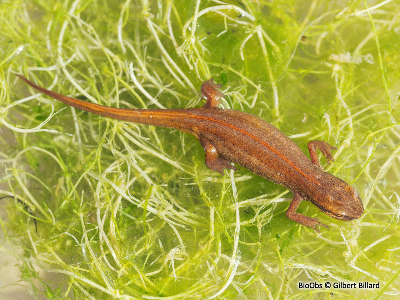 Triton palmé - Lissotriton helveticus | BioObs