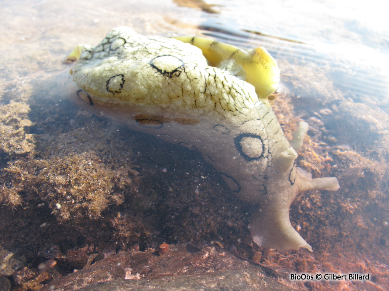 Lièvre de mer ocellé - Aplysia dactylomela | BioObs