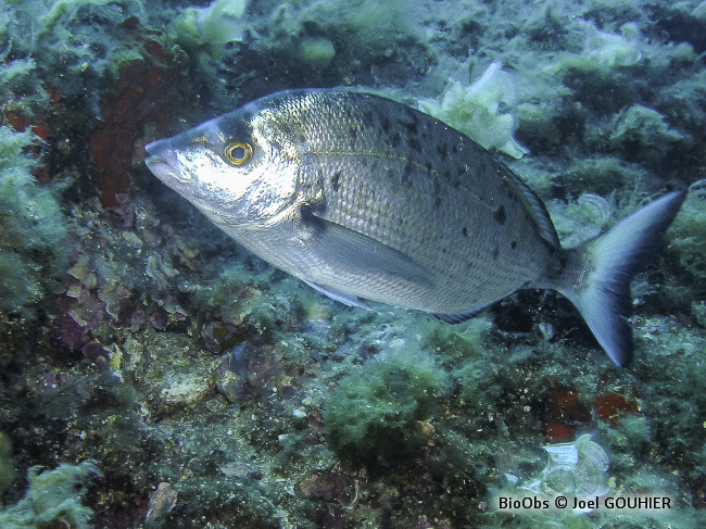 Sar à museau pointu - Diplodus puntazzo | BioObs