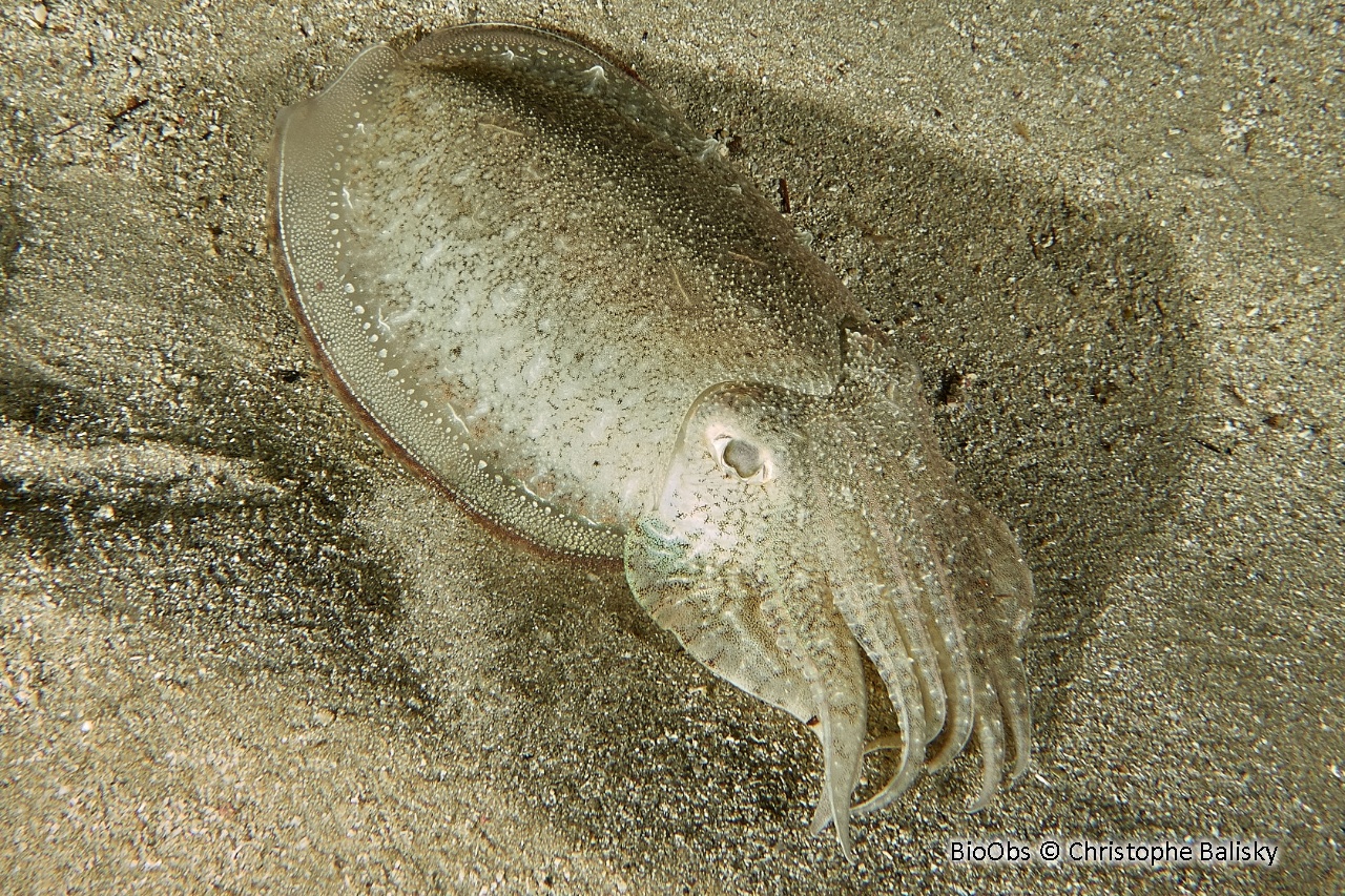 Seiche commune - Sepia officinalis | BioObs