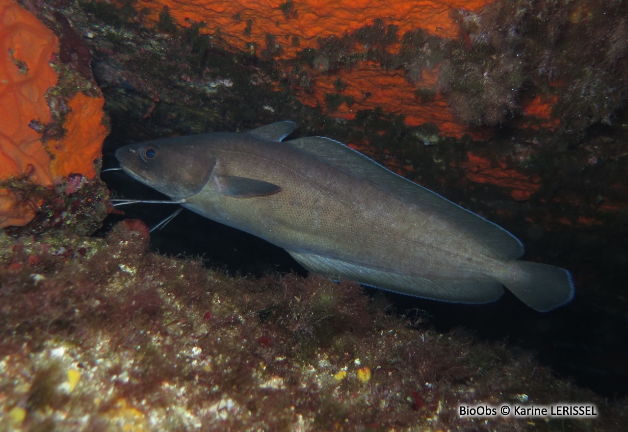 Mostelle - Phycis phycis | BioObs