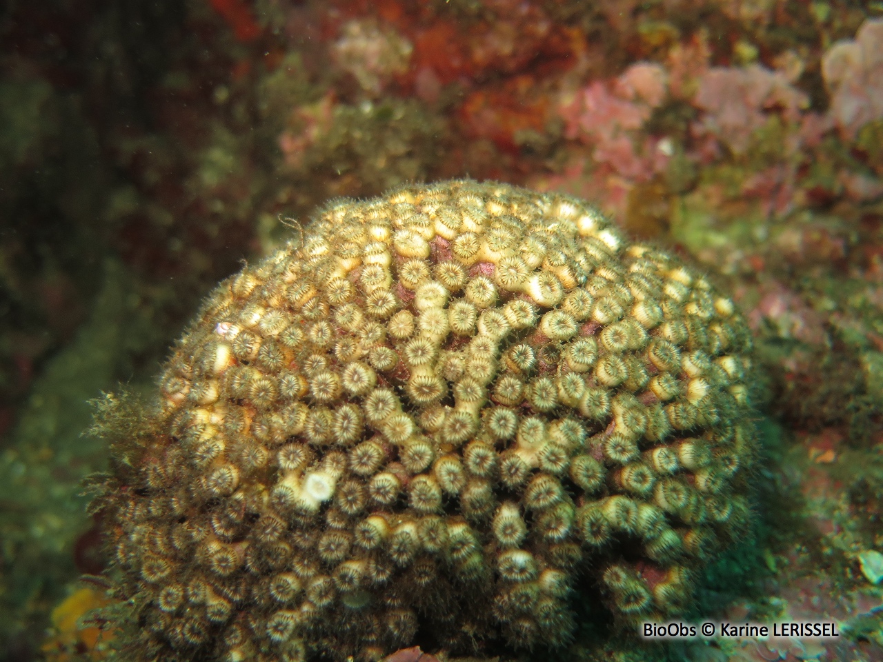 Cladocore - Cladocora caespitosa | BioObs