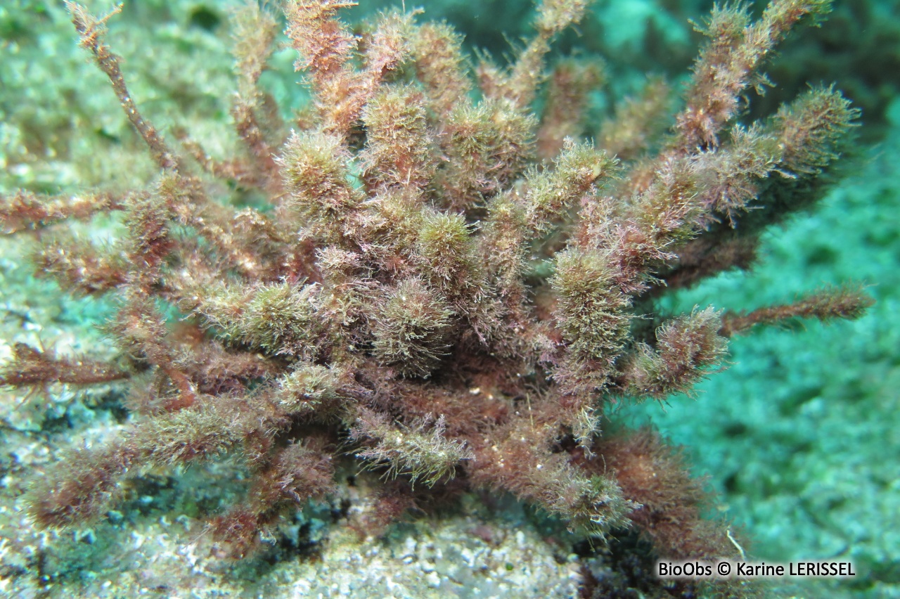 Digenea - Digenea simplex | BioObs