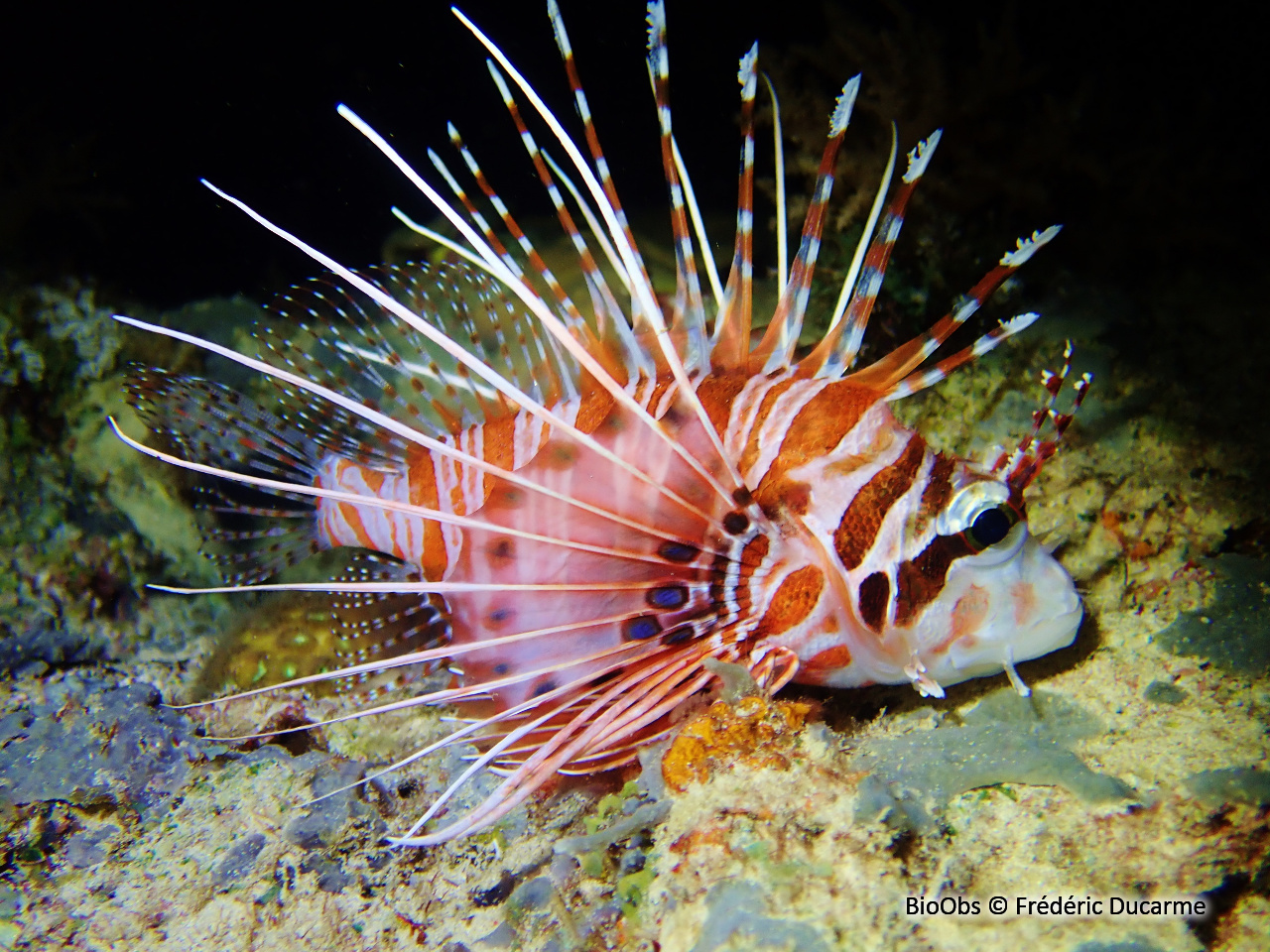 Poisson-scorpion à antennes - Pterois antennata | BioObs