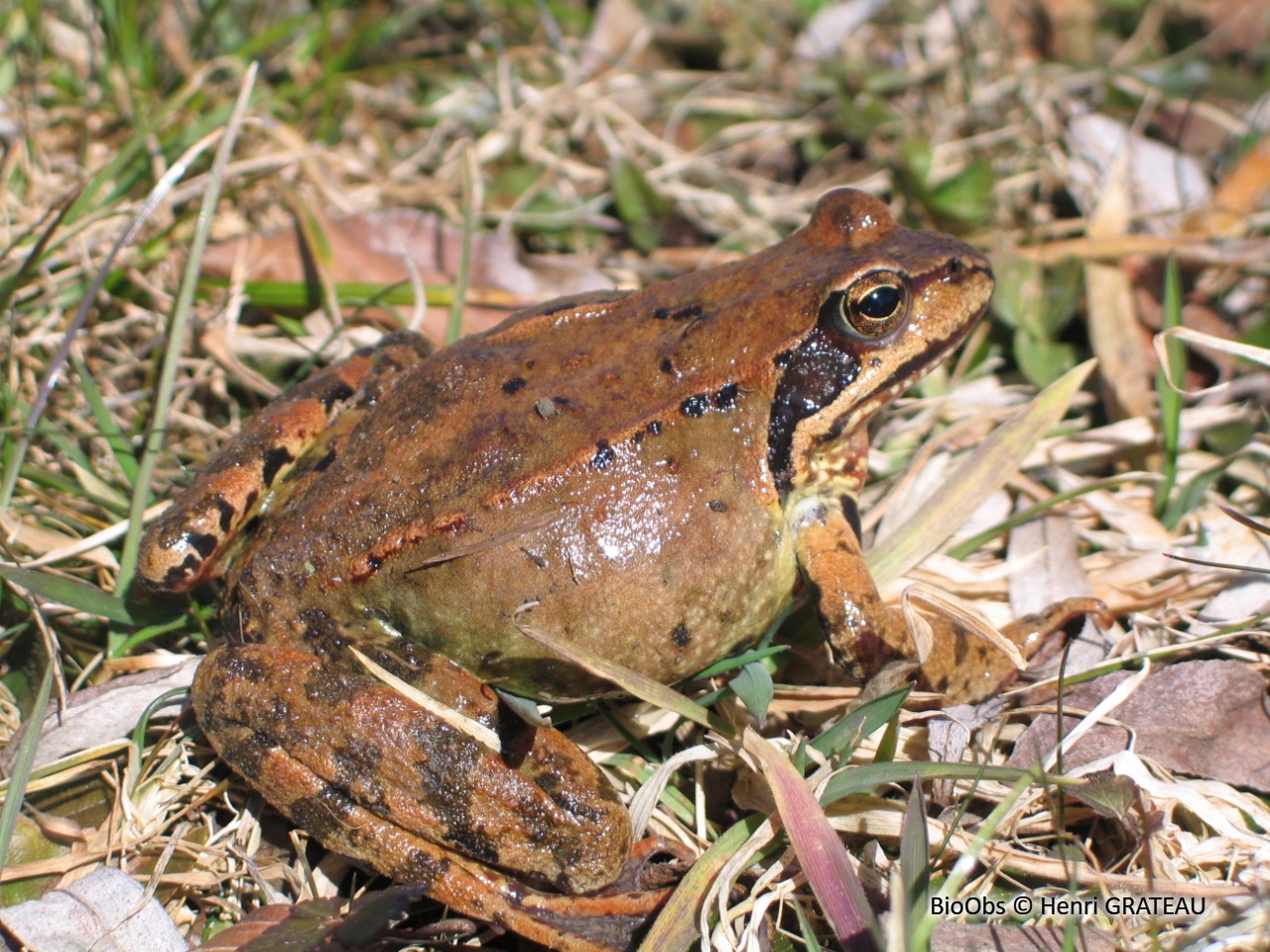 Grenouille rousse - Rana temporaria | BioObs