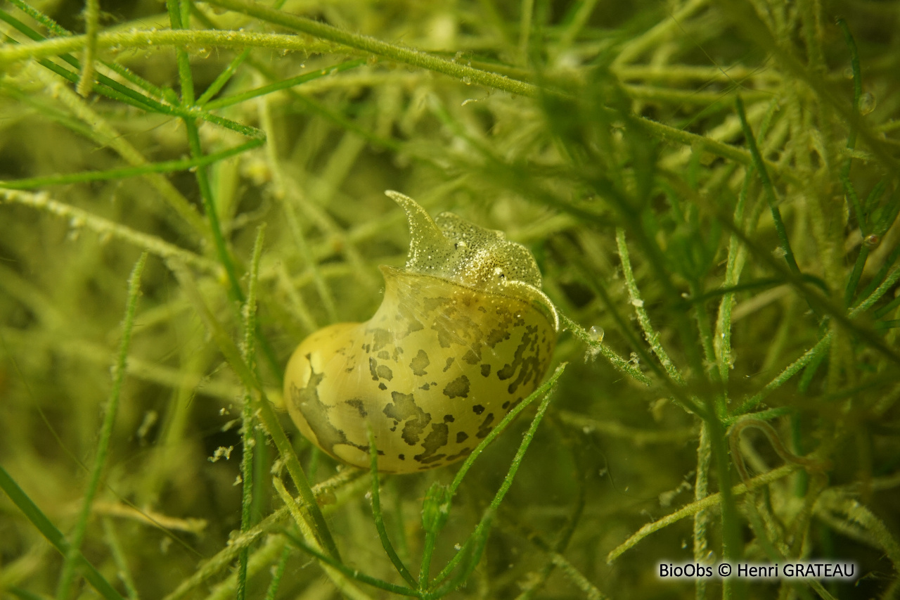 Limnée conque - Radix auricularia | BioObs