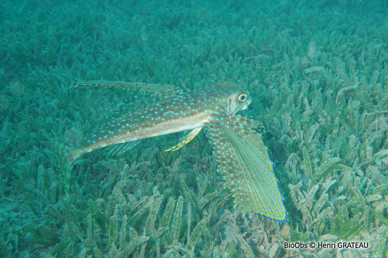 Grondin volant - Dactylopterus volitans | BioObs