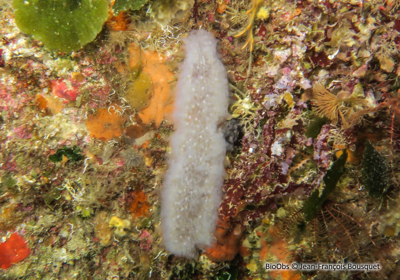 Pyrosome - Pyrosoma atlanticum | BioObs