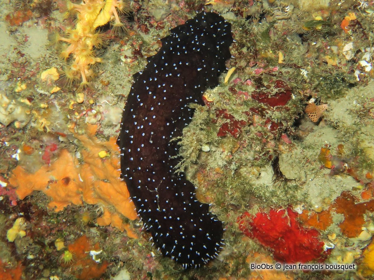 Holothurie noire - Holothuria (Panningothuria) forskali | BioObs