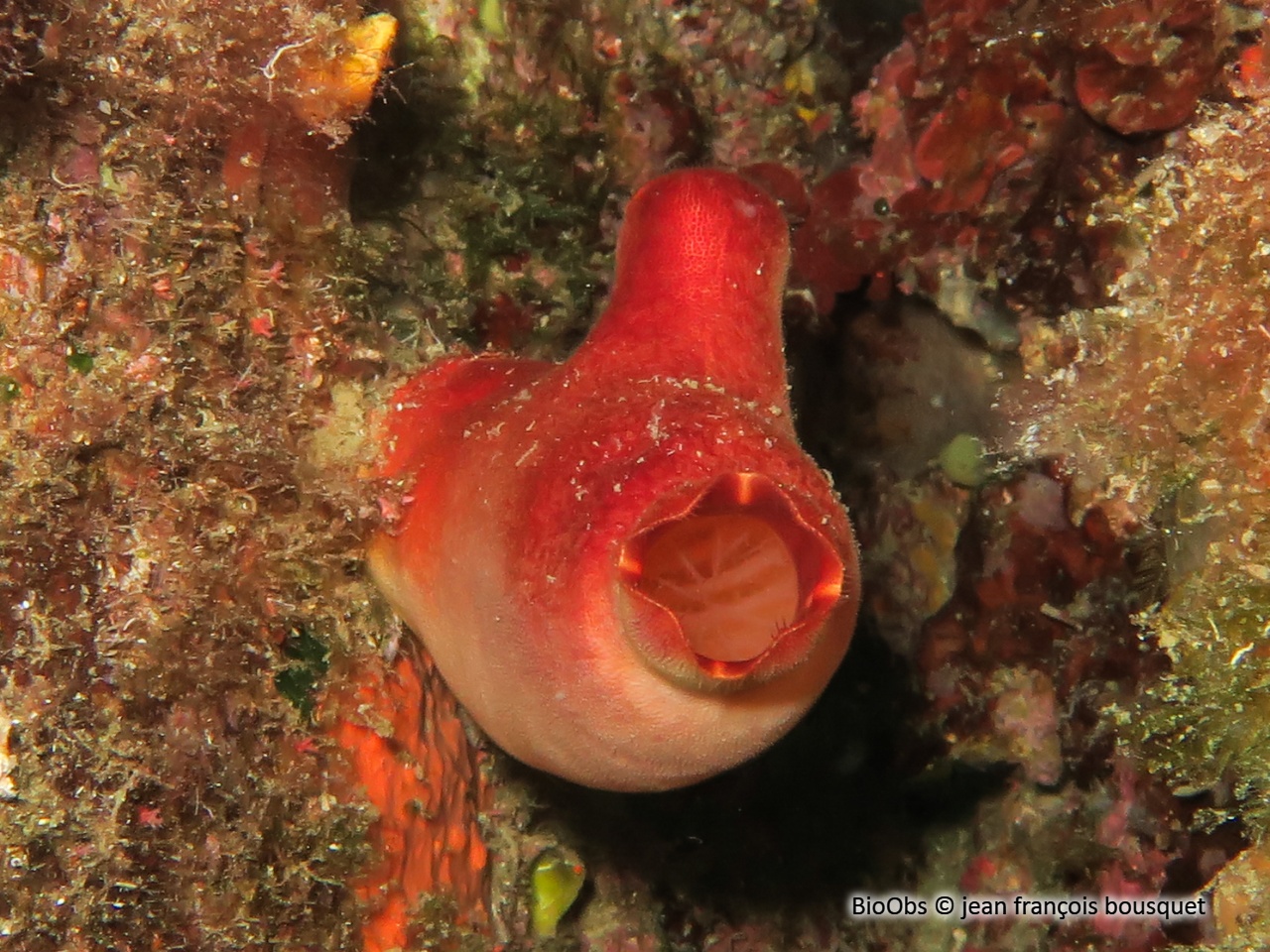 Ascidie rouge - Halocynthia papillosa | BioObs