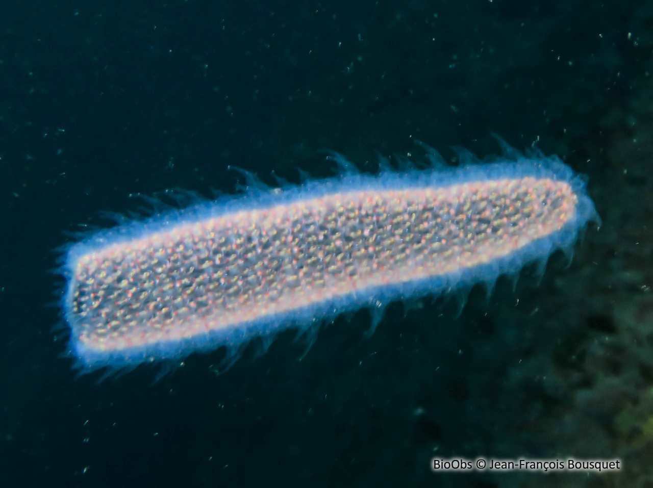 Pyrosome - Pyrosoma atlanticum | BioObs