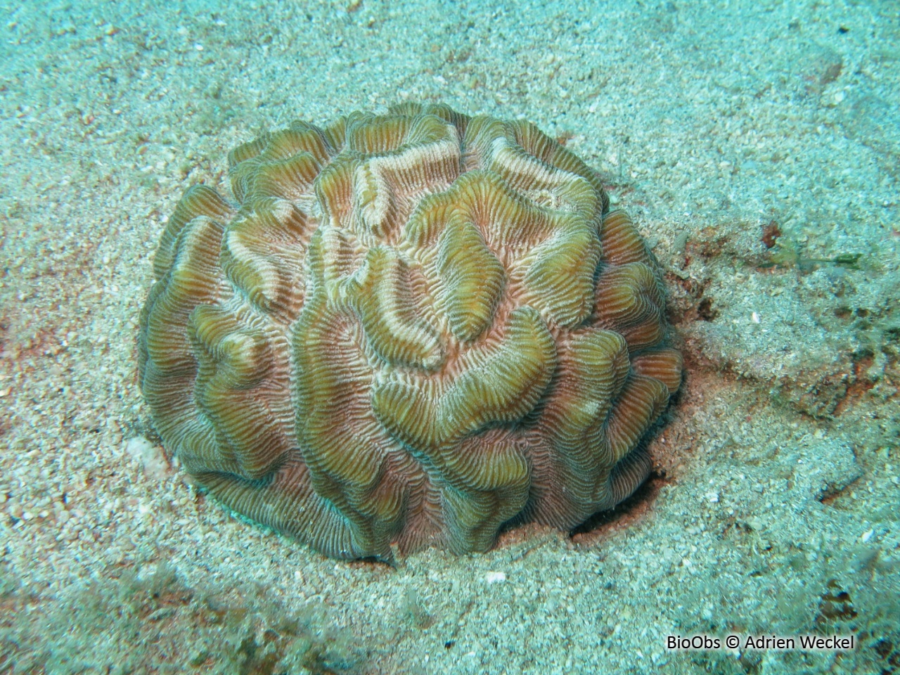 Rose de corail - Manicina areolata | BioObs